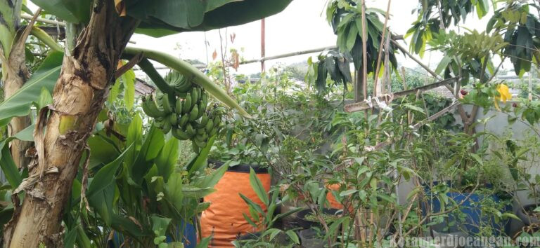Manfaatkan Lantai 2 untuk Berkebun, Sekretaris PUK SPLP FSPMI Marsol ...